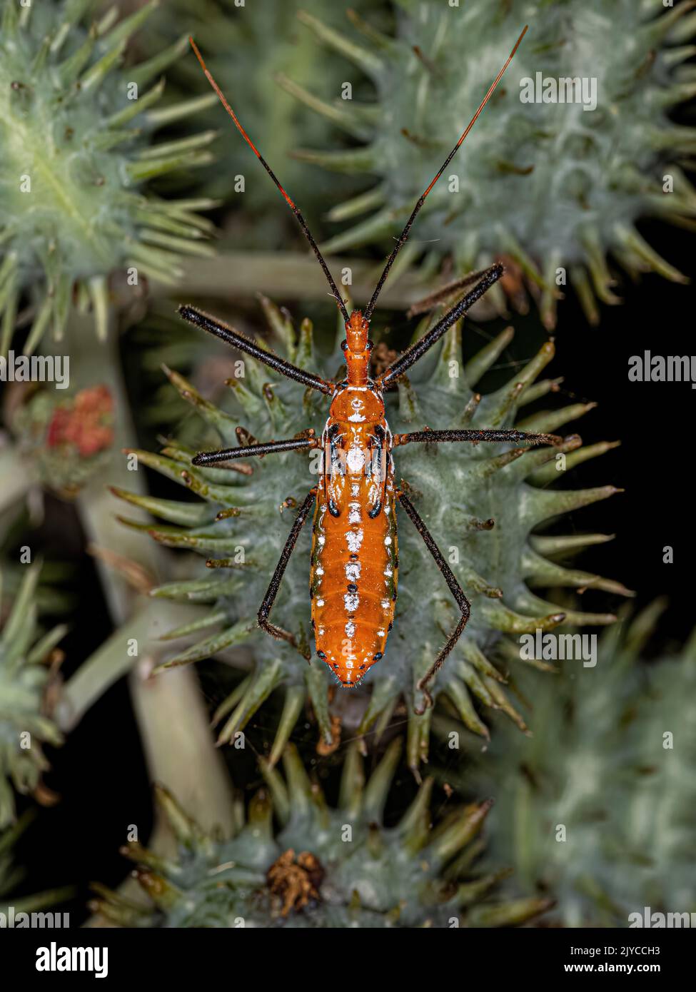 Assassin Bug Nymph of the Tribe Harpactorini Stock Photo - Alamy