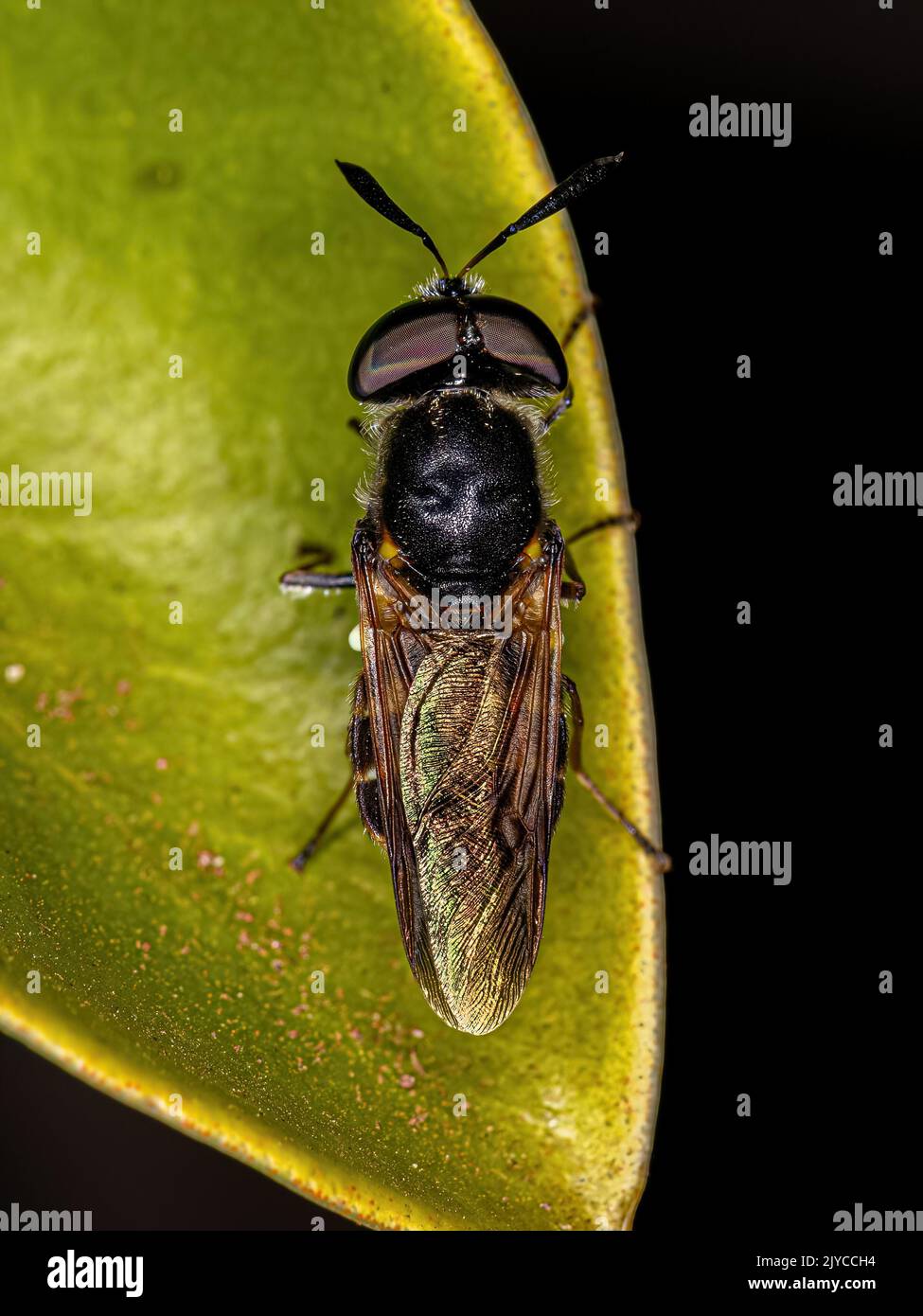 Yellow and black soldier fly hi-res stock photography and images - Alamy