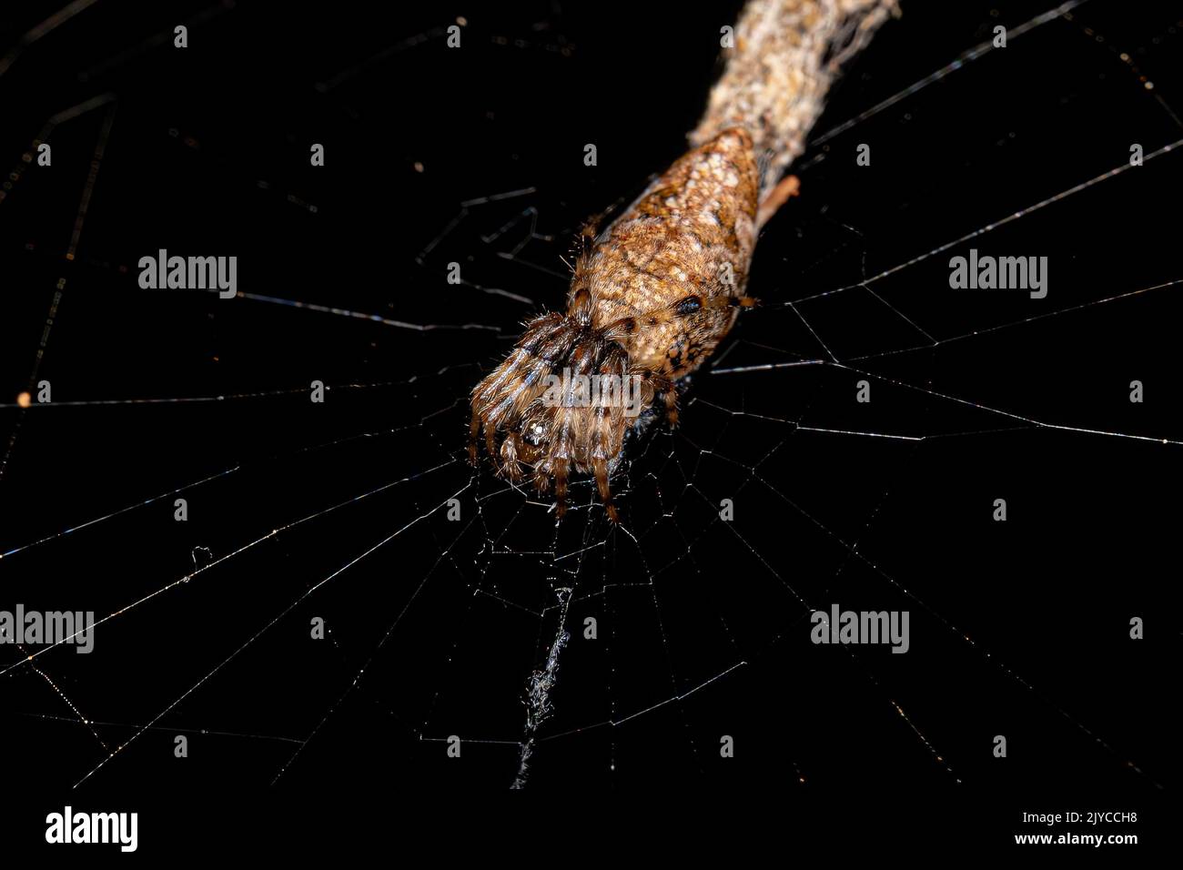 Small Trashline Orbweaver Spider of the Genus Cyclosa Stock Photo - Alamy
