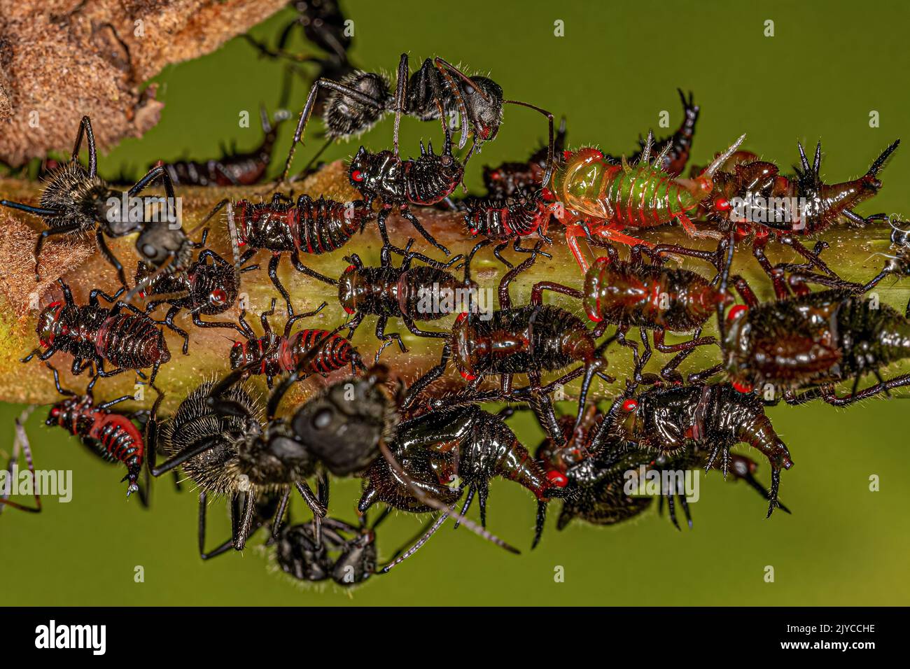 Adult Female Carpenter Ants of the genus Camponotus and Typical ...