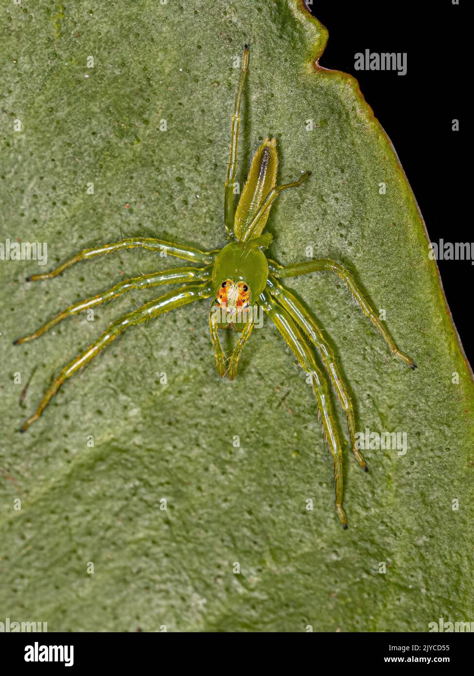 Translucent green jumping spider hi-res stock photography and images ...