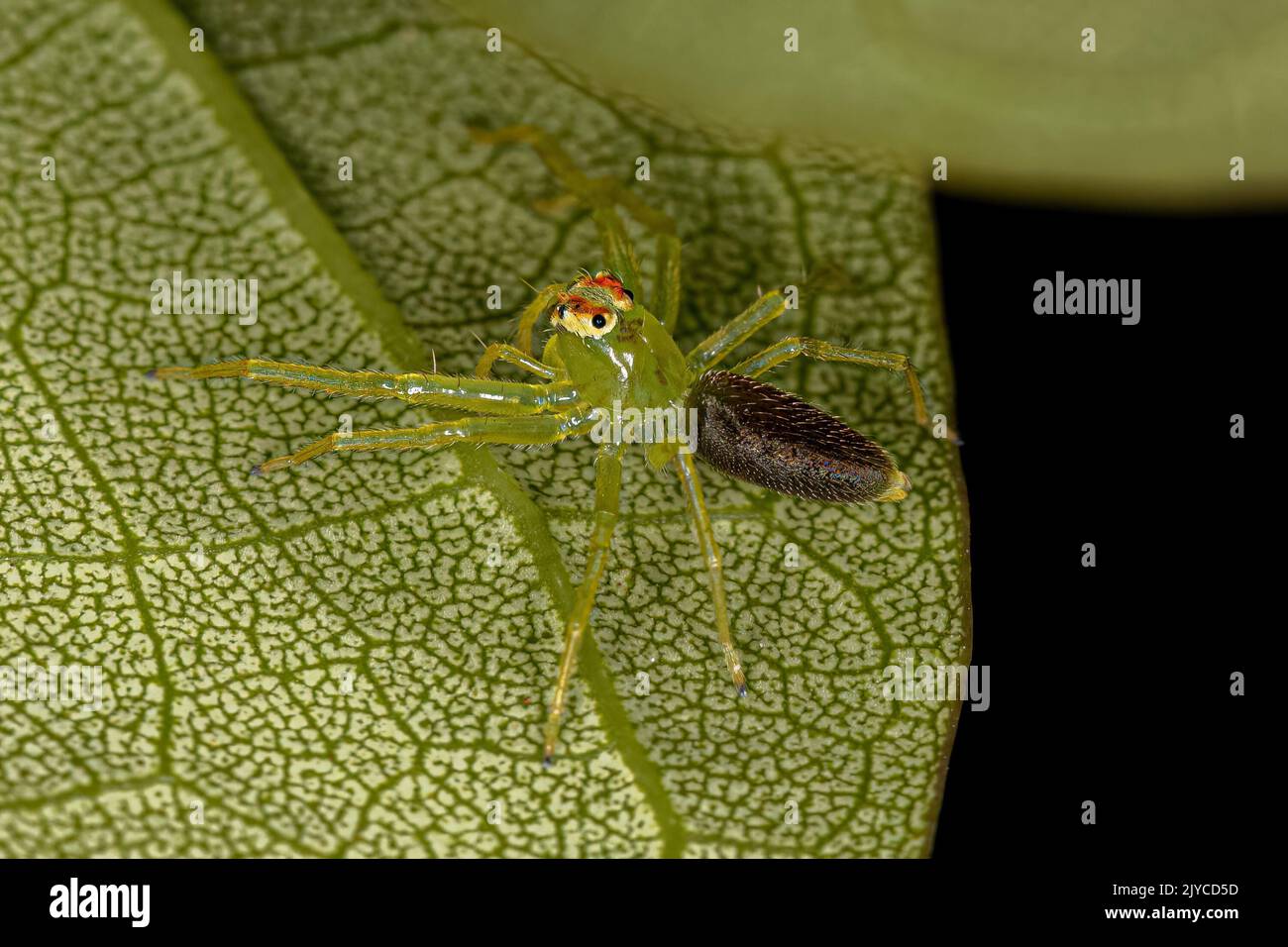 Translucent green jumping spider hi-res stock photography and images ...