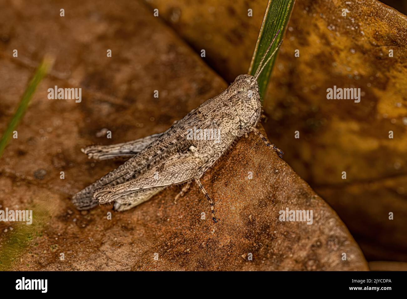 Adult Short-horned Grasshopper of the Family Acrididae Stock Photo - Alamy