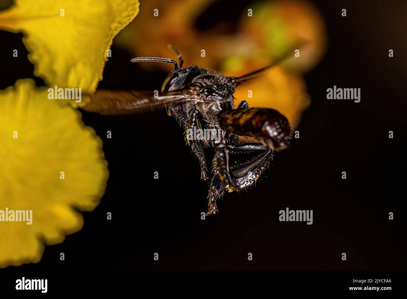 Adult Female Stingless Bee of the Genus Trigona Stock Photo - Alamy