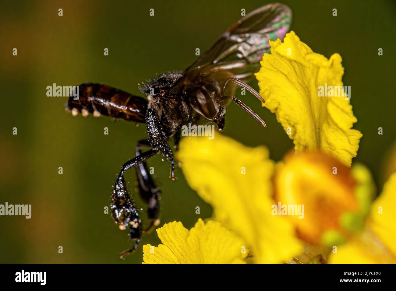 Adult Female Stingless Bee of the Genus Trigona Stock Photo - Alamy