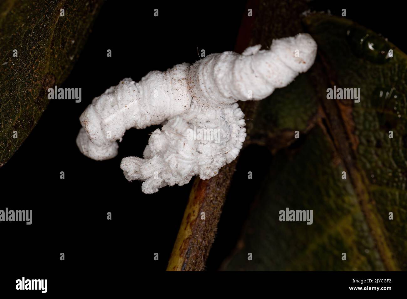 Flatid nymph hi-res stock photography and images - Alamy
