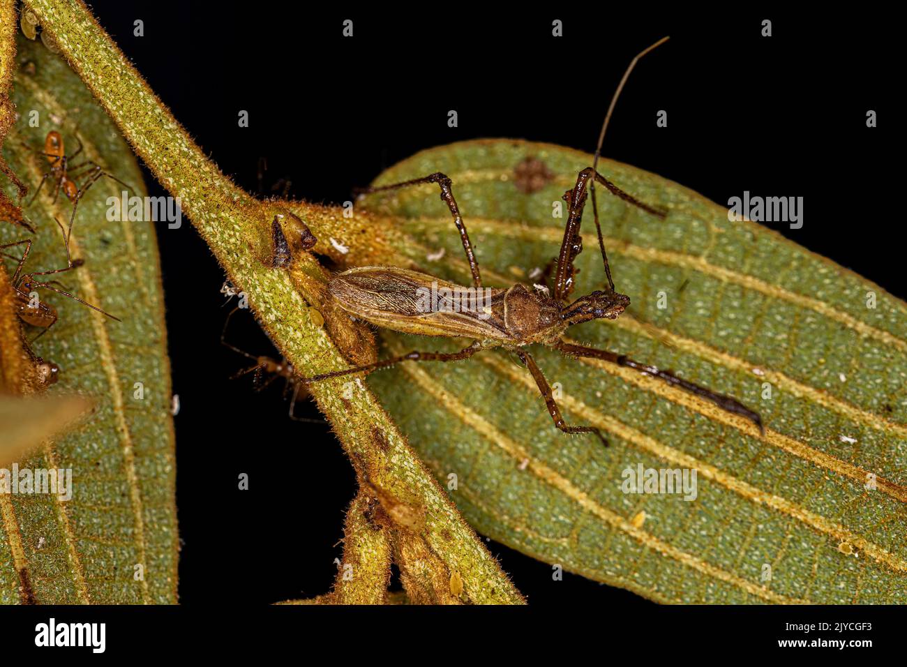 Adult Assassin Bug of the Genus Zelus Stock Photo - Alamy