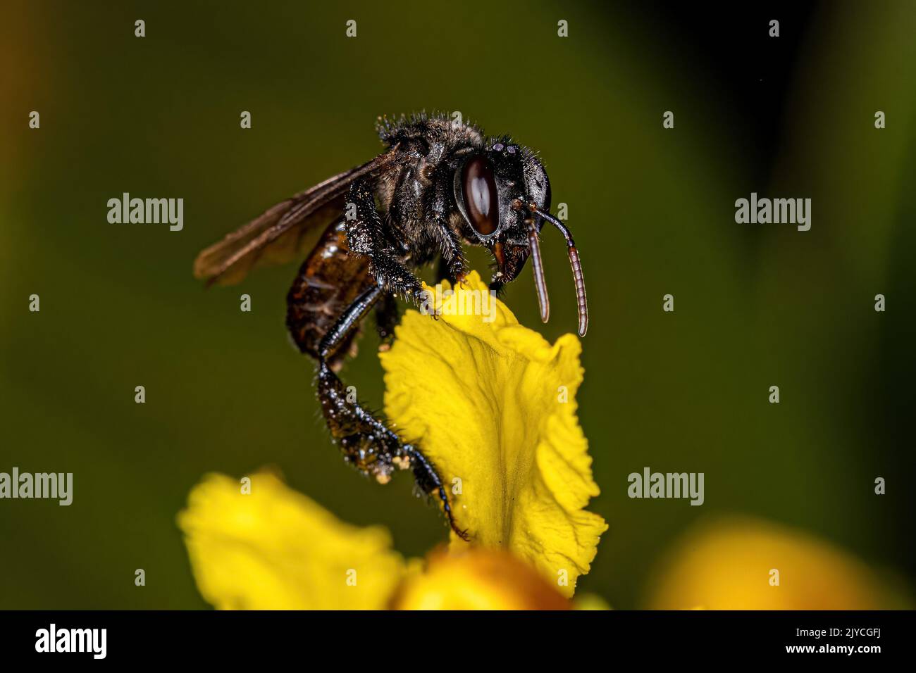 Adult Female Stingless Bee of the Genus Trigona Stock Photo - Alamy