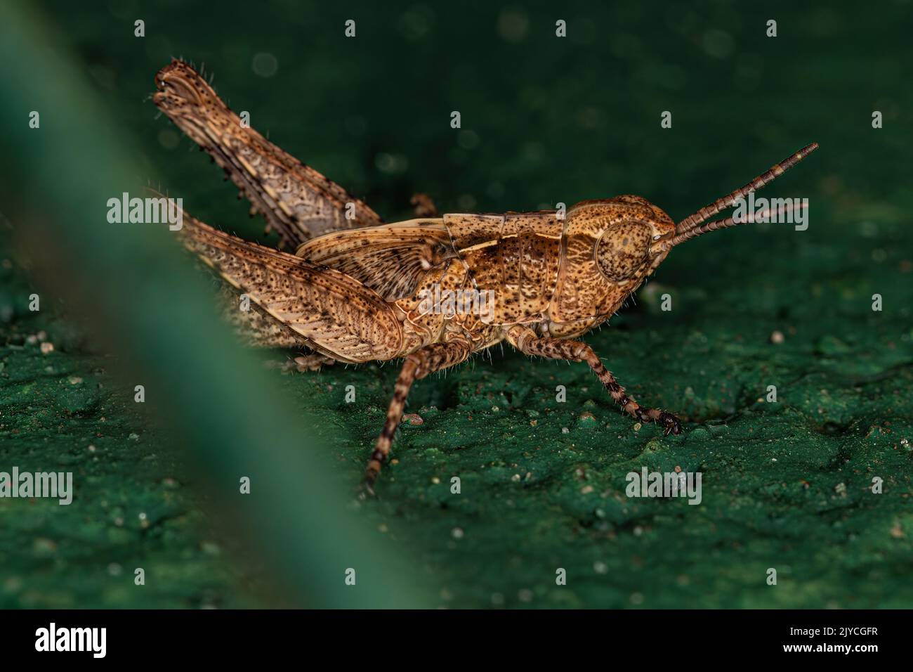 Stridulating Slant-faced Grasshopper Nymph of the Genus Orphulella ...