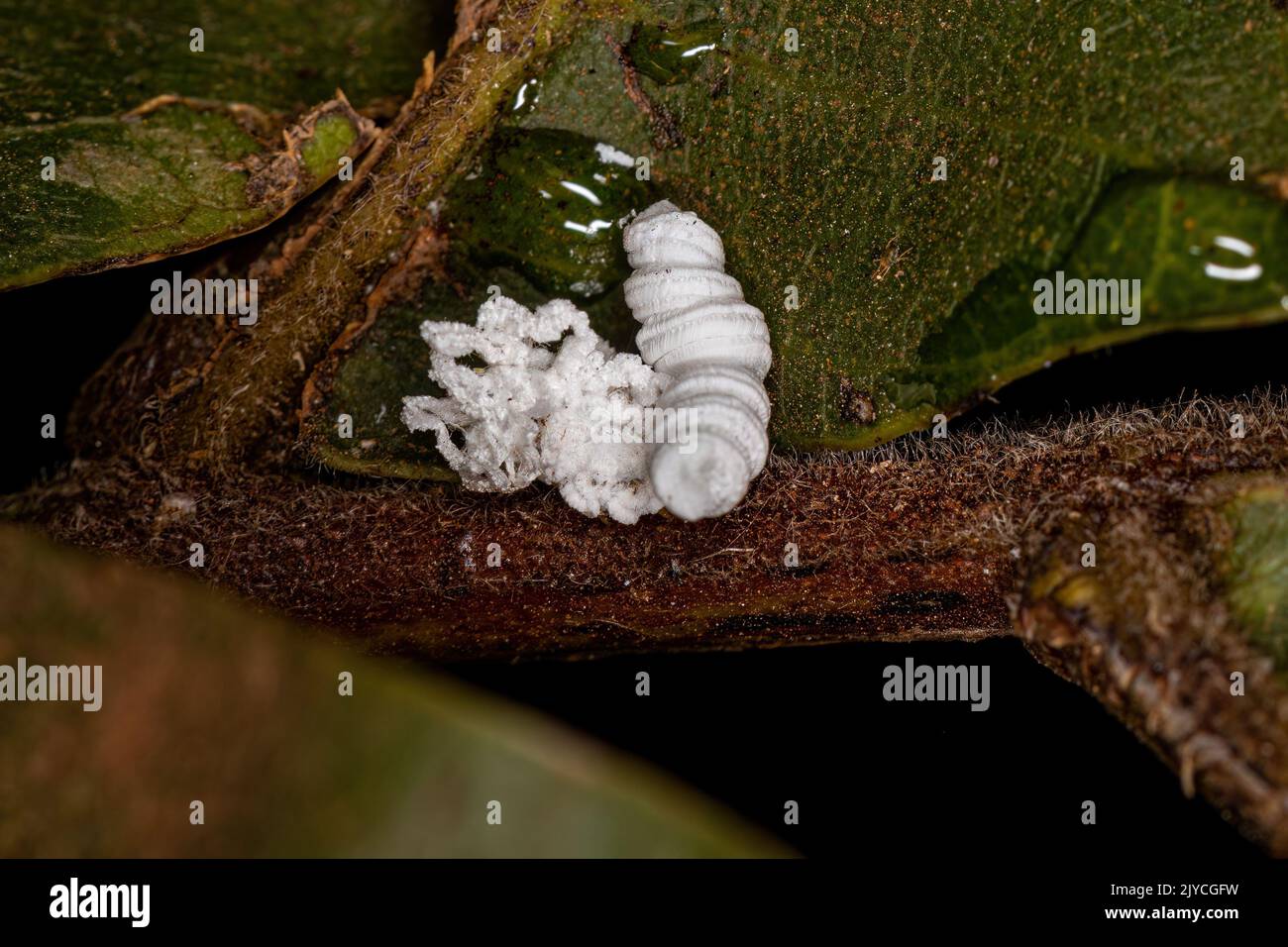 Flatid bug hi-res stock photography and images - Alamy