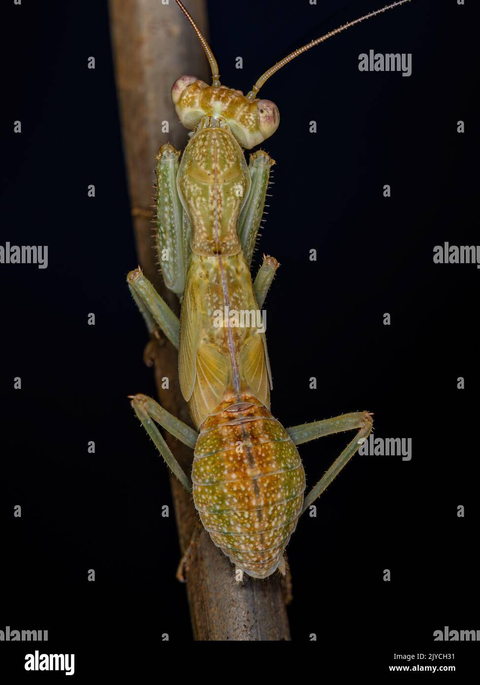 Acontistid Mantis Nymph of the Genus Metaphotina Stock Photo - Alamy