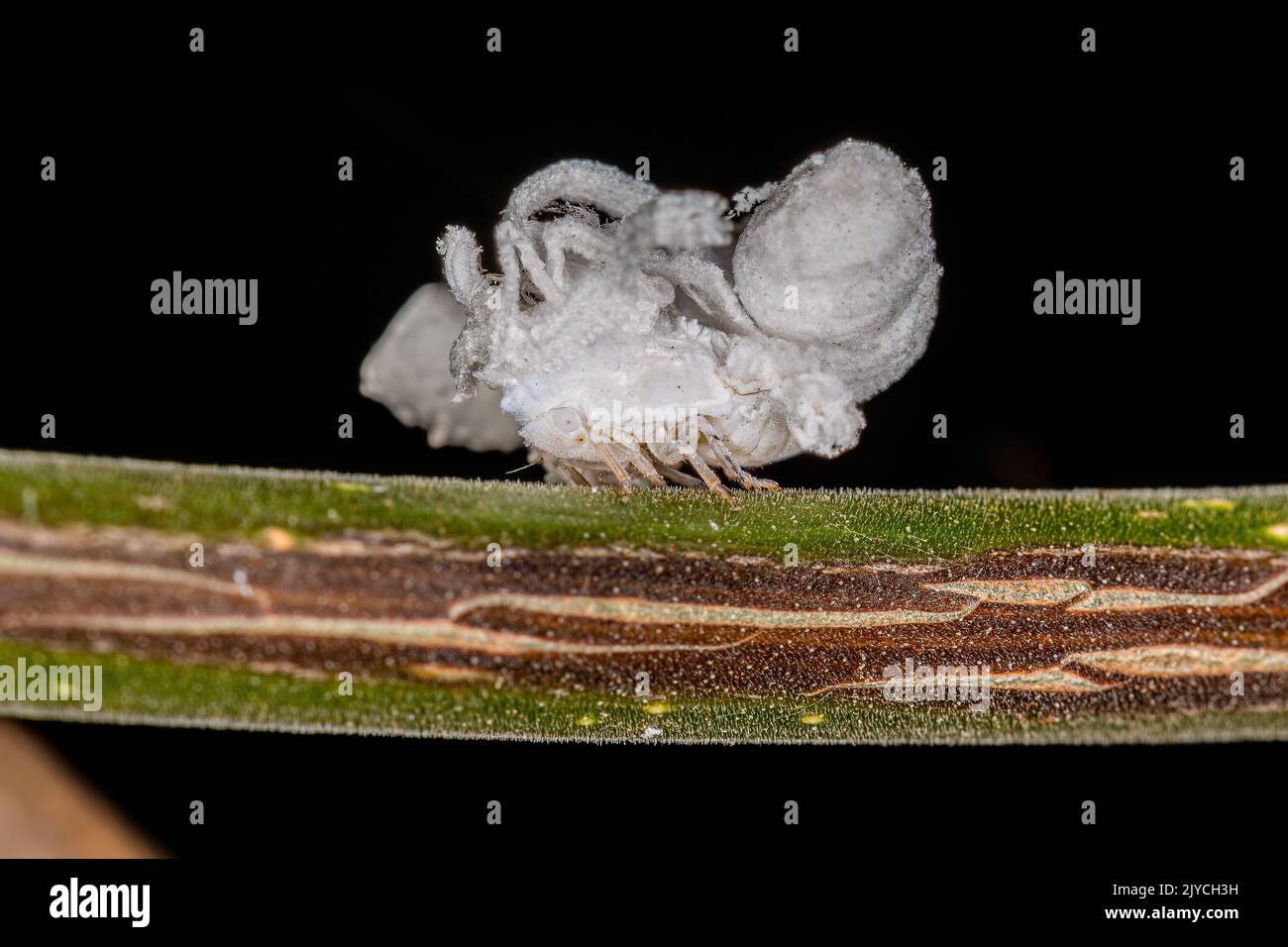 Flatid Insect nymph of the family flatidae Stock Photo - Alamy