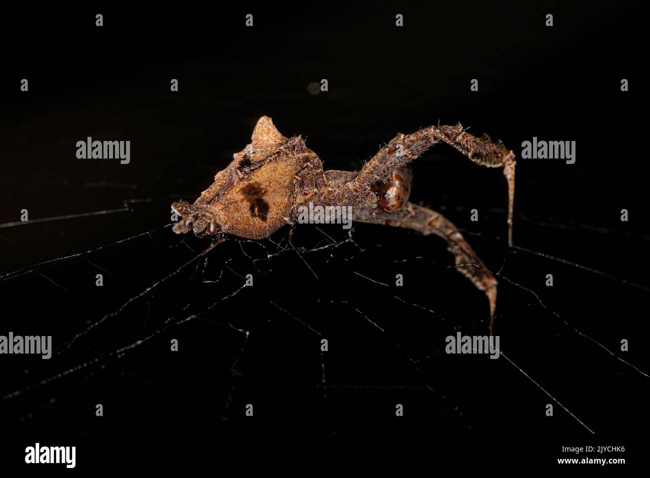 Small Feather-legged Spider of the family Uloboridae Stock Photo - Alamy