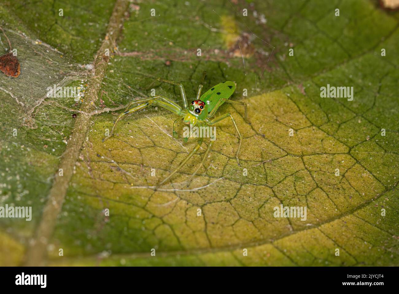 Adult Male Translucent Green Jumping Spider of the Genus Lyssomanes ...