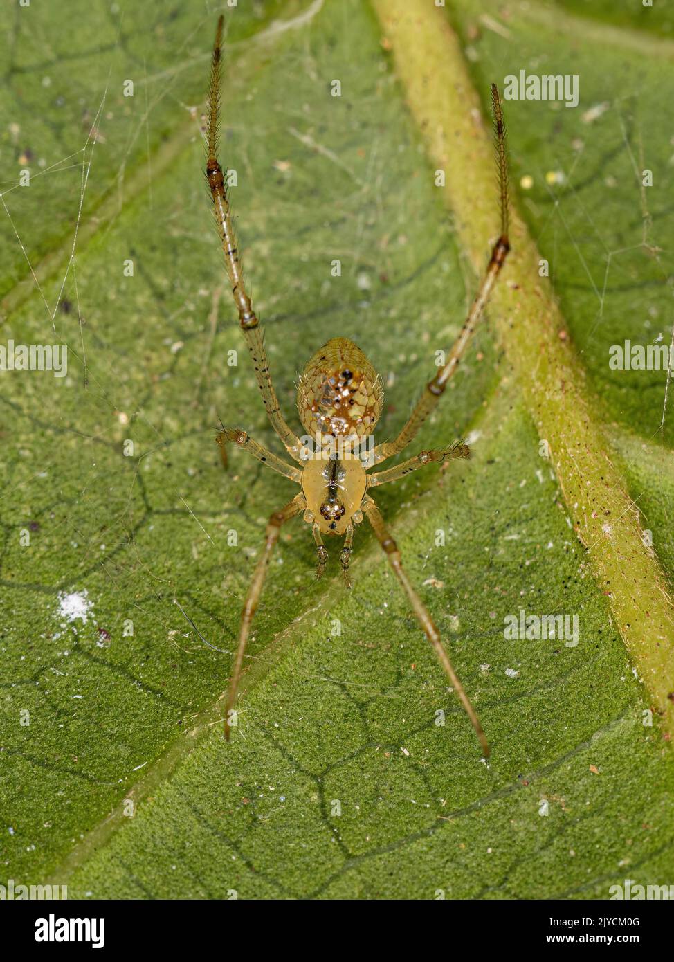 Small Mirror-ball Spider of the Genus Thwaitesia Stock Photo - Alamy