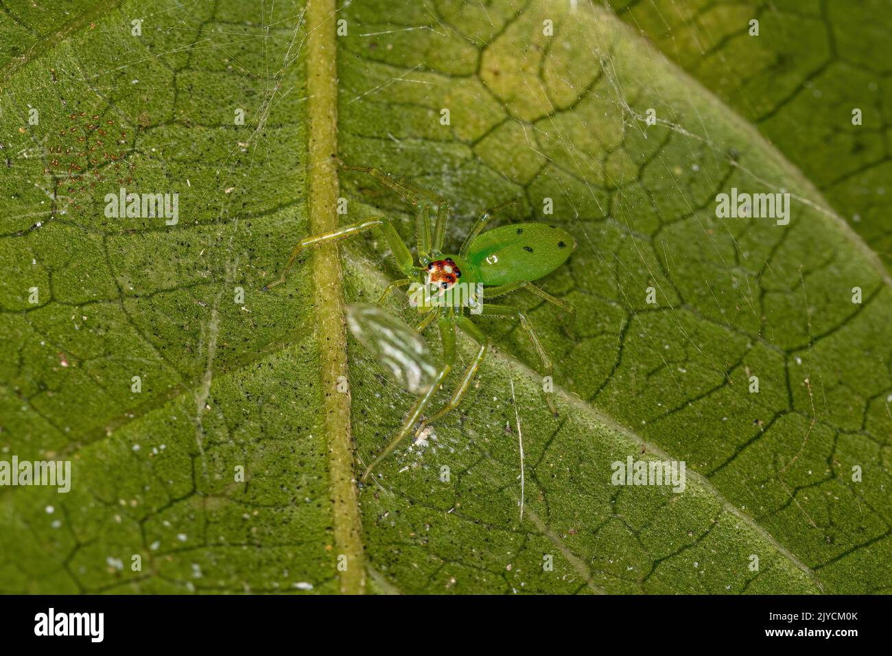 Adult Female Translucent Green Jumping Spider of the Genus Lyssomanes ...