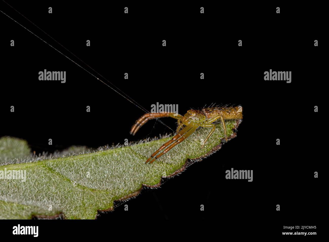 Adult Octopus Crab Spider of the Genus Tmarus Stock Photo - Alamy