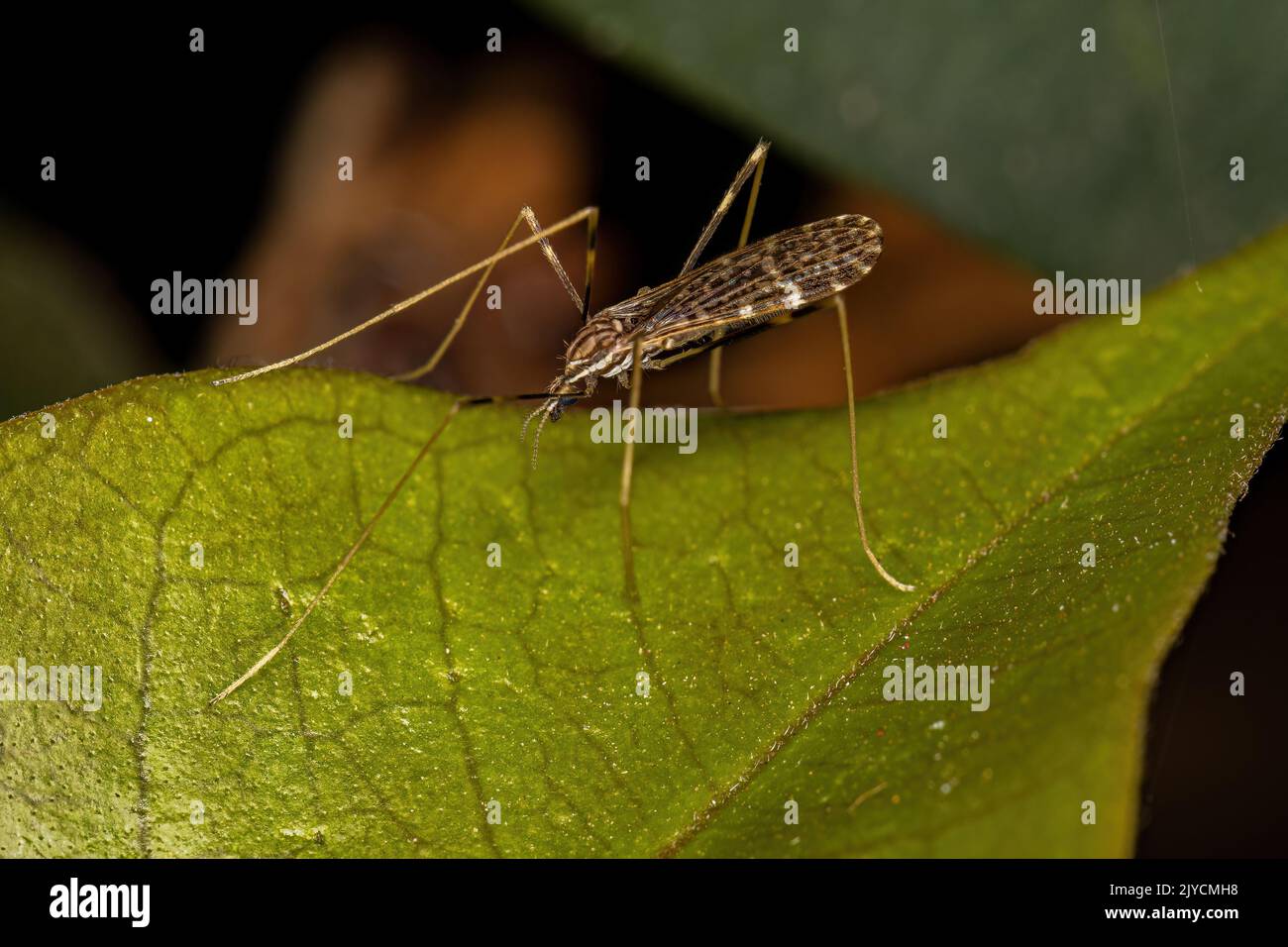 Cranefly limoniidae hi-res stock photography and images - Alamy