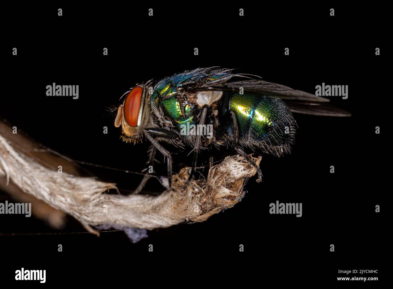 Lucilia cuprina hi-res stock photography and images - Alamy