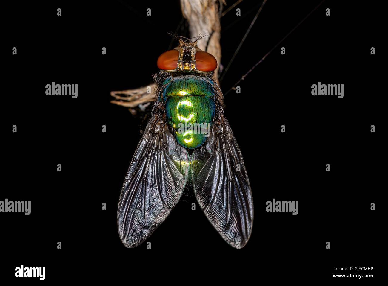 Lucilia cuprina hi-res stock photography and images - Alamy
