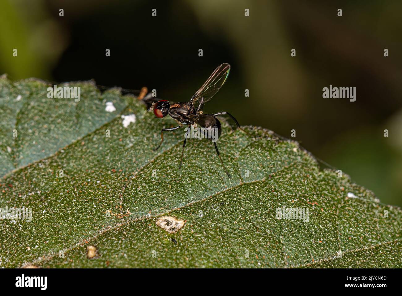 Adult Black Scavenger Fly of the Family Sepsidae Stock Photo - Alamy