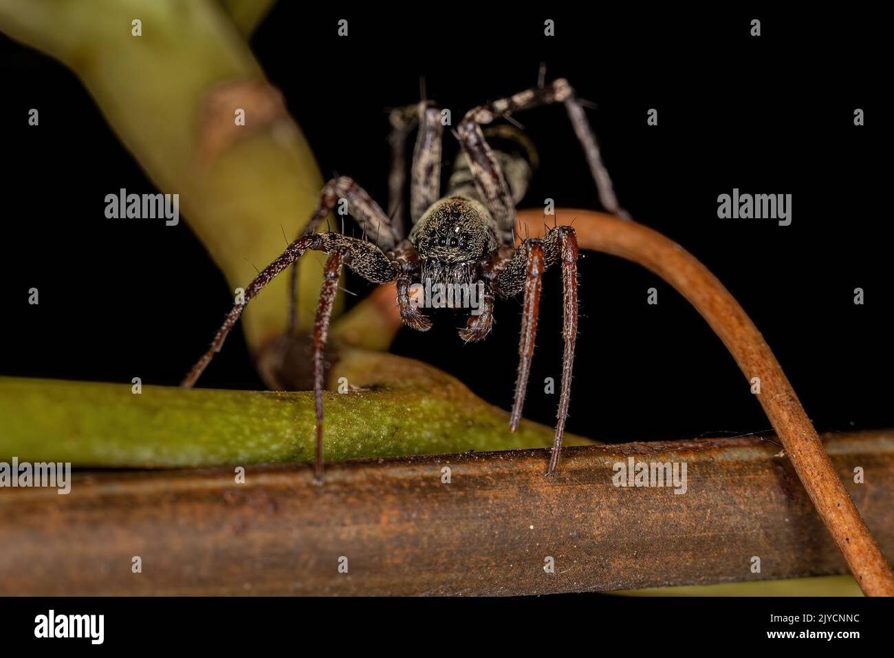 Adult Male Ant-mimic Sac Spider of the Genus Castianeira Stock Photo ...