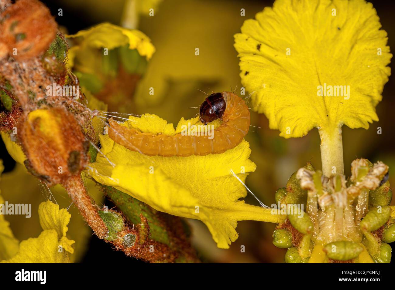 small moth larva of the Order Lepidoptera Stock Photo - Alamy