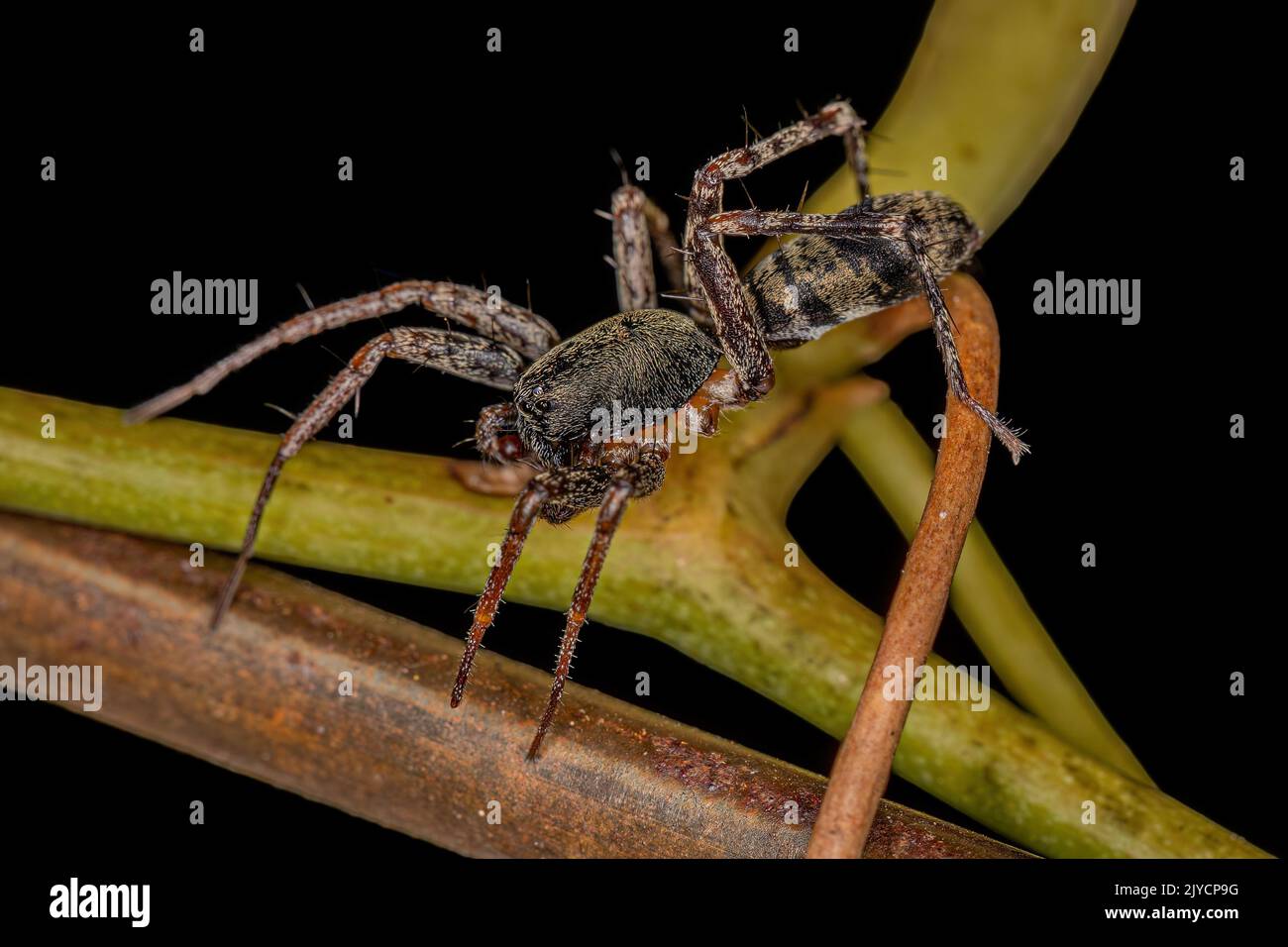 Adult Male Ant-mimic Sac Spider of the Genus Castianeira Stock Photo ...