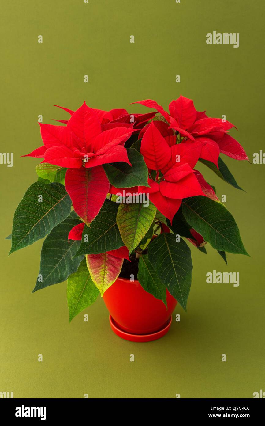Beautiful Christmas flower Poinsettia in a red clay pot close-up on a ...