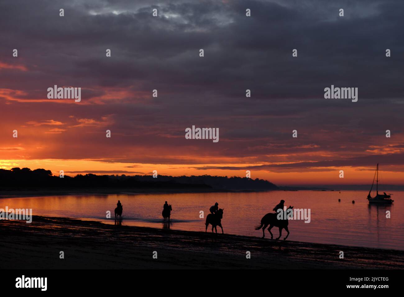 Horses from Kevin Corstens racing stables are seen during a trackwork ...