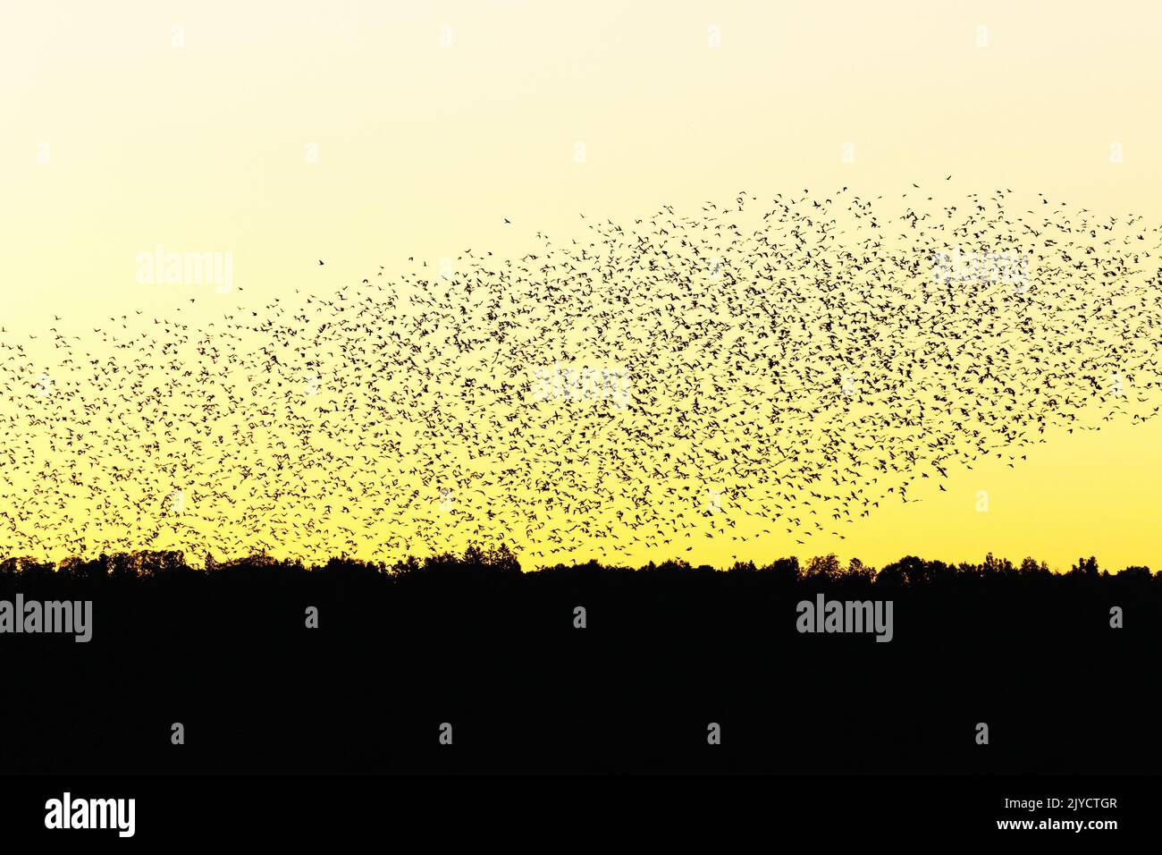 Large flock of jackdaws in silhouette flying in the evening sky over ...