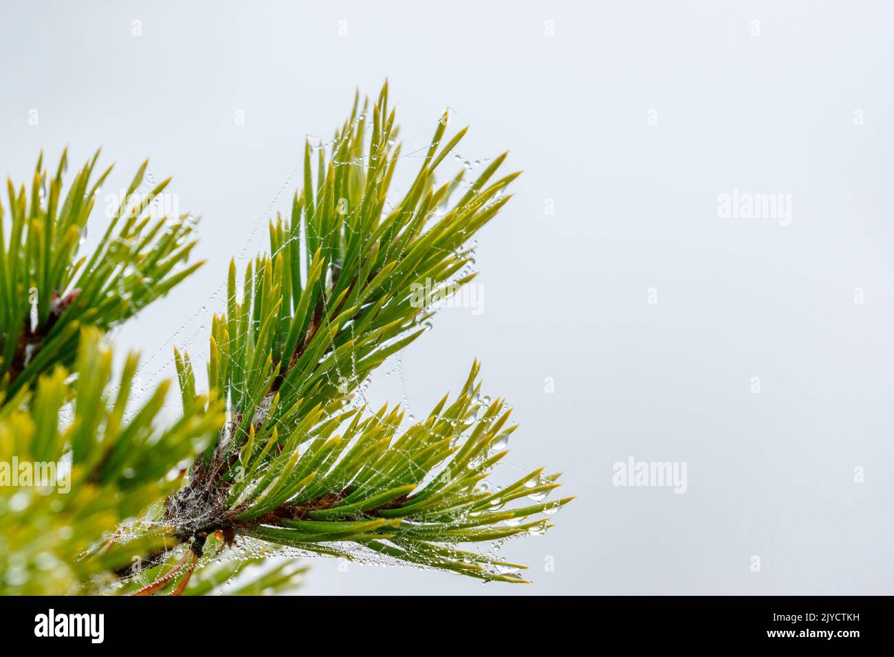 Pine tree branch with morning fur in the needle Stock Photo - Alamy