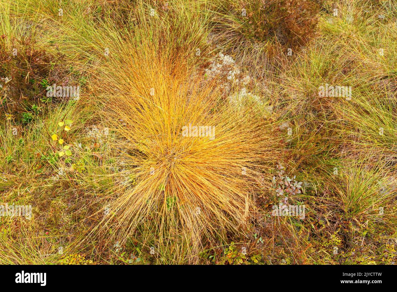 Colorful tuft of grass on a bog from above Stock Photo - Alamy