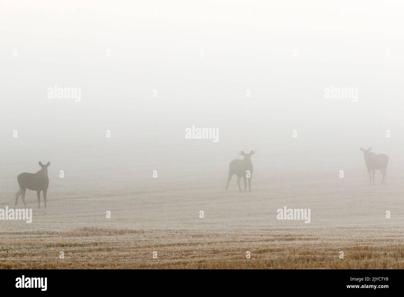 Mooses on a stubble field in the dawn mist Stock Photo - Alamy
