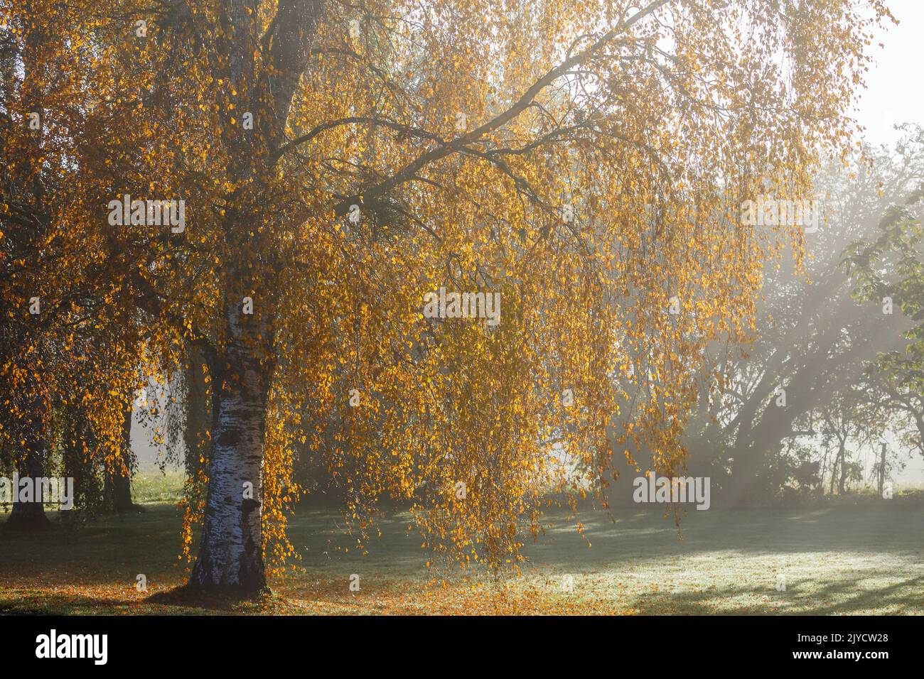 Birch trees in backlight in foggy autumn light Stock Photo - Alamy