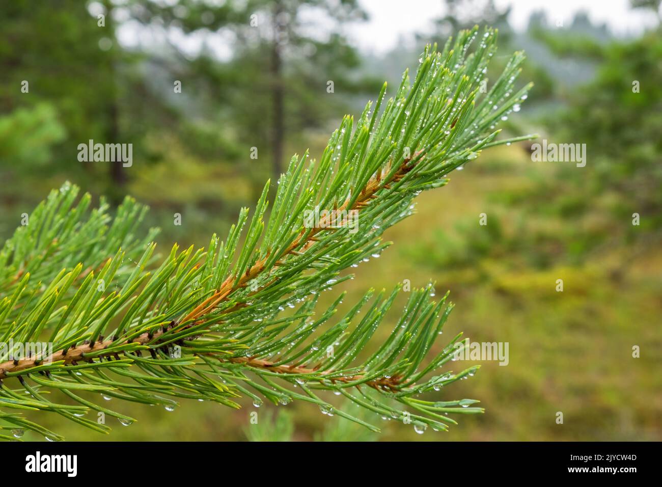 Pine tree branch with water drops Stock Photo - Alamy