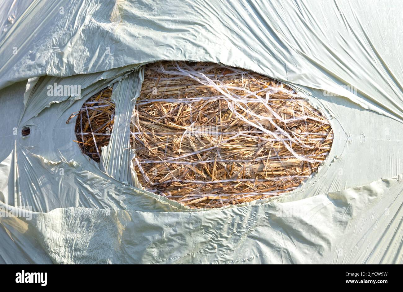 Hay bale and non-recycled plastic, plastic is torn Stock Photo - Alamy