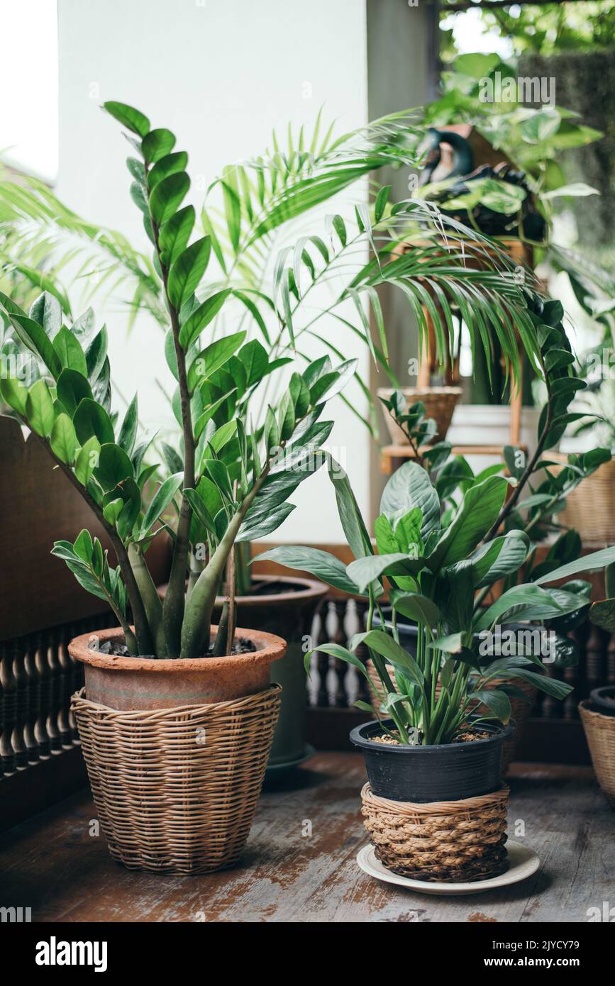 Tropical plant pots home garden Stock Photo - Alamy