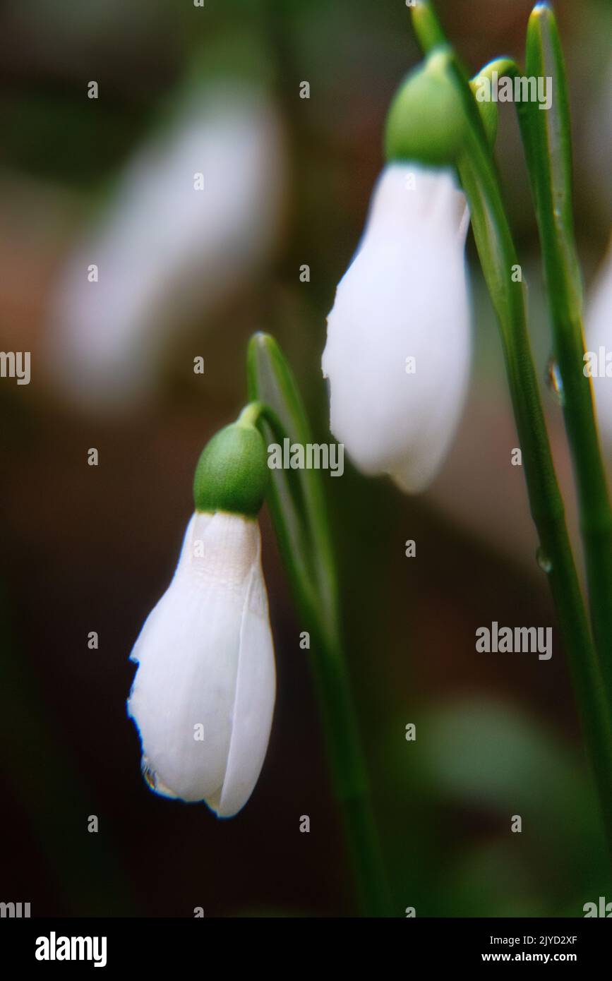 Teardrop flower hi-res stock photography and images - Alamy