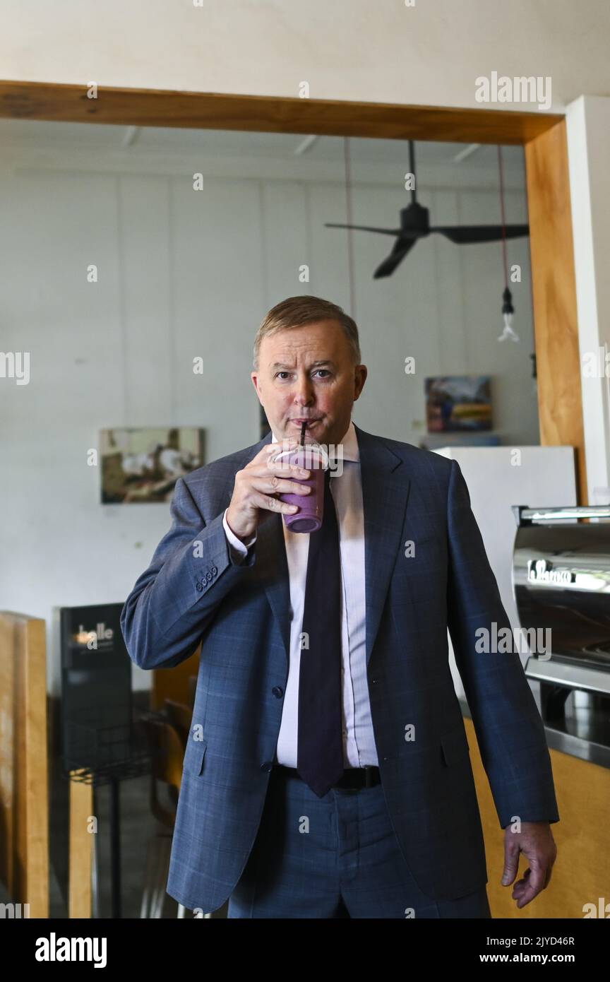 Australian Opposition Leader Anthony Albanese drinks a smoothy drink at ...