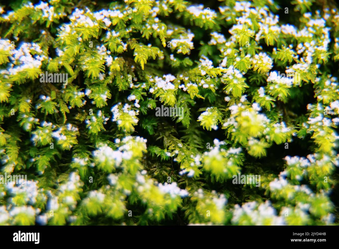 Colchis forest hi-res stock photography and images - Alamy