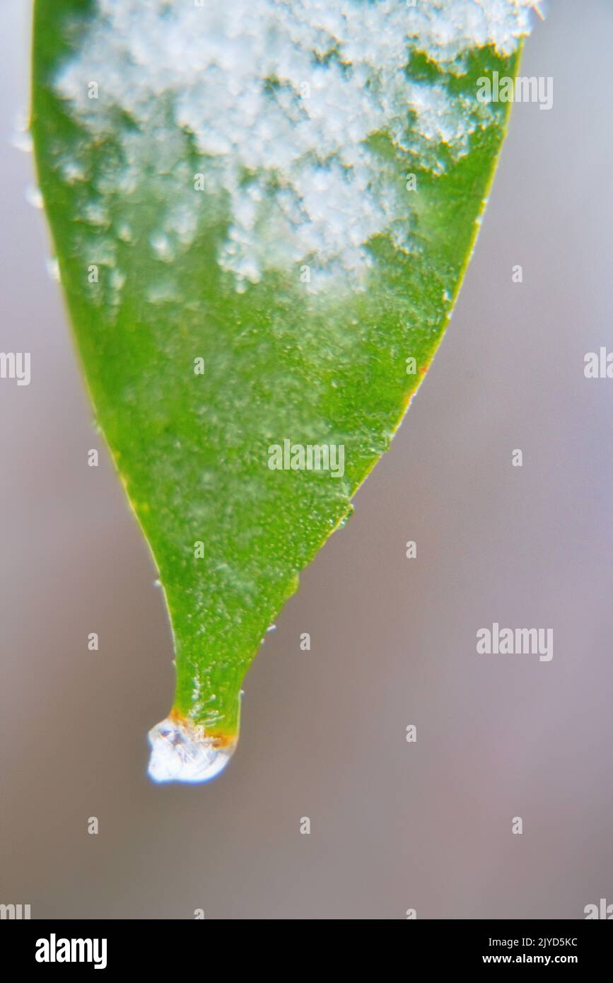 The wintertime paradox hi-res stock photography and images - Alamy