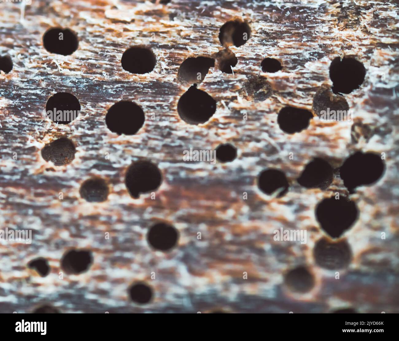 Perforated surface (full of holes) background. Cork oak (Quercus suber ...