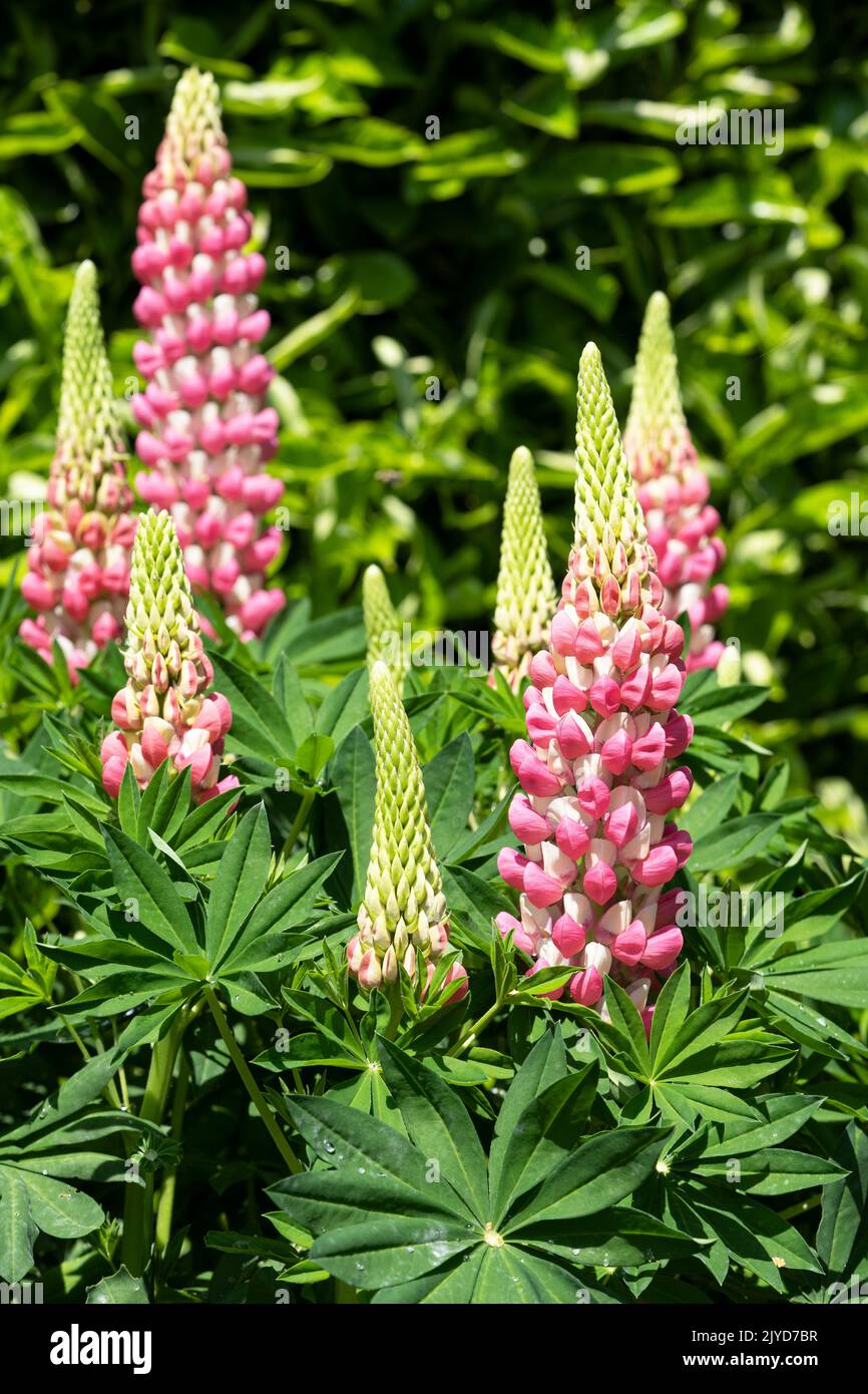 Garden Lupin (Lupinus polyphyllus), close up of the flower head Stock ...