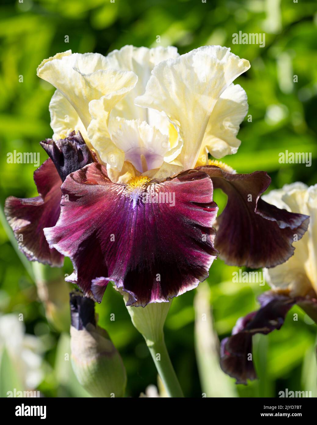 German iris (Iris barbata), close up image of the flower head Stock ...