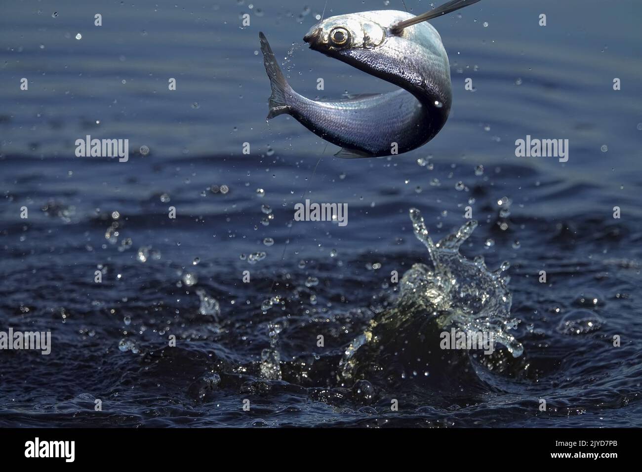 Sport fishing in big river. Sabrefish (Pelecus cultratus) in spray of ...