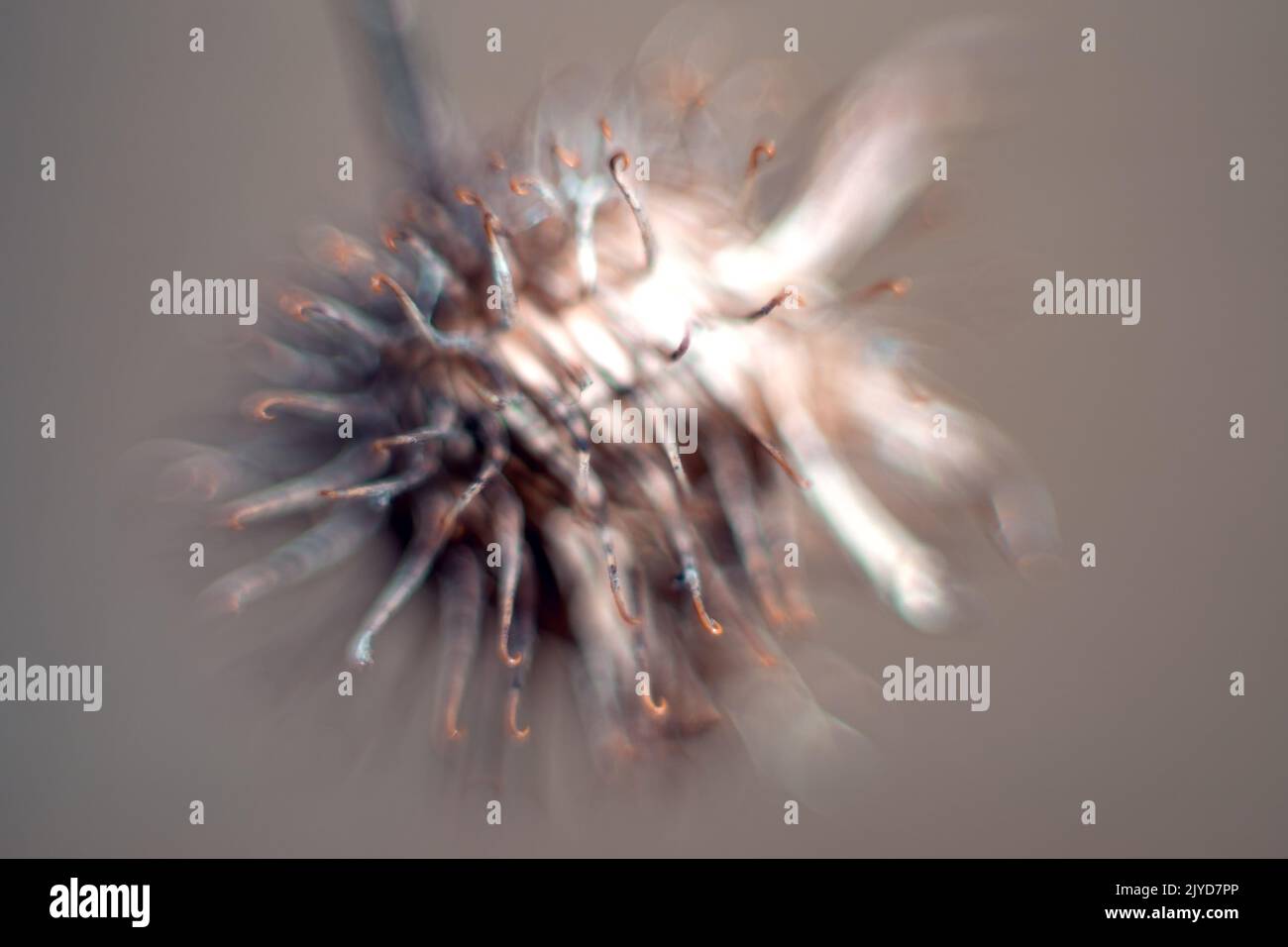 Seed dispersal method hi-res stock photography and images - Alamy