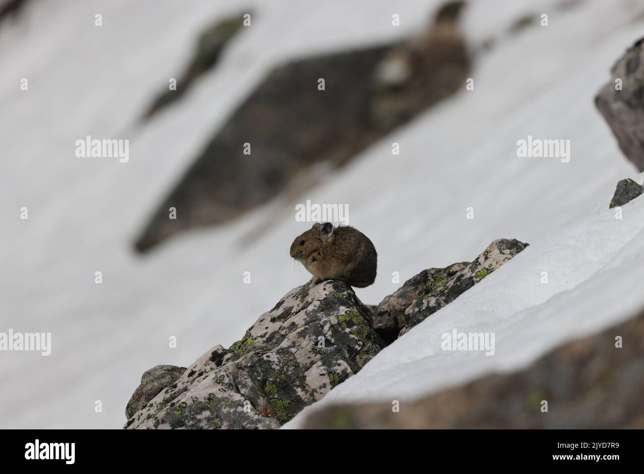 Pika Banff National Park Kanada Stock Photo - Alamy