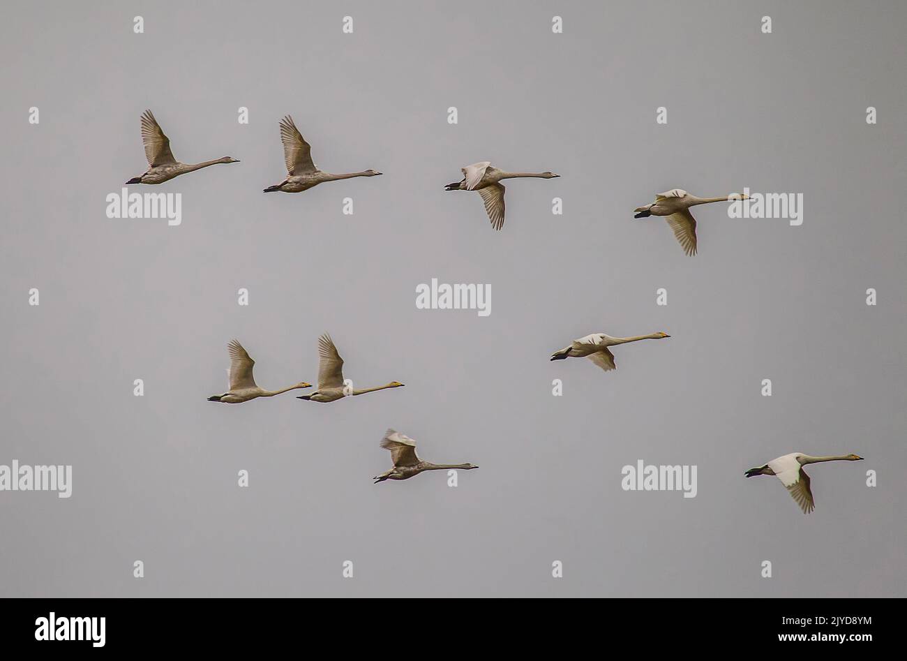 A flock of migrating Whooper swan (Cygnus cygnus) against the dark ...