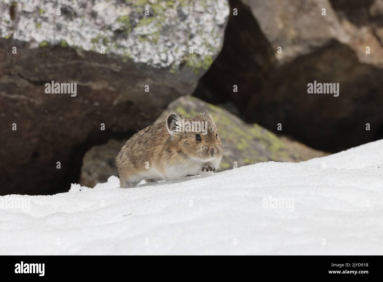 Pika Banff National Park Kanada Stock Photo - Alamy